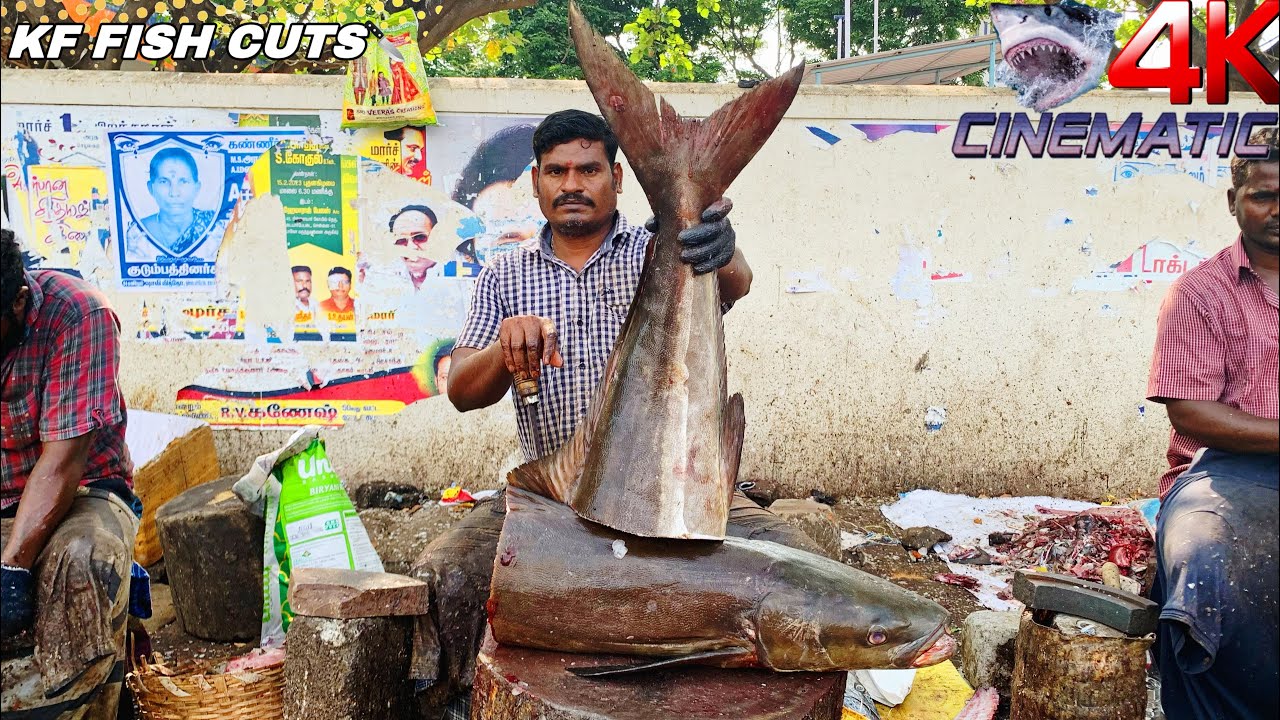 AMAZING KADAVARA FISH🔪KASIMEDU FISH CUTTING🔪 - YouTube