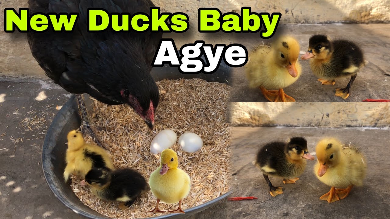 New Baby Agye Ducks Ke| - YouTube