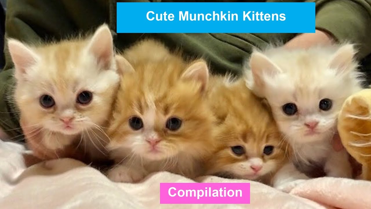 Cutest Munchkin Kittens | Cute Baby Munchkin Kittens Who Will Melt Your ...