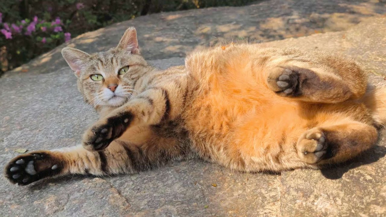 猫じゃらし死亡…でも猫は大喜び！？【野良猫 地域猫】Cat toy destroyed... but the cat's having the ...