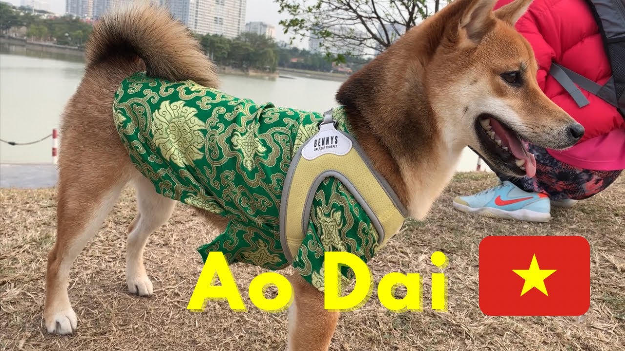 Let's go for a walk with a Shiba Inu dressed in an áo dài, the ...
