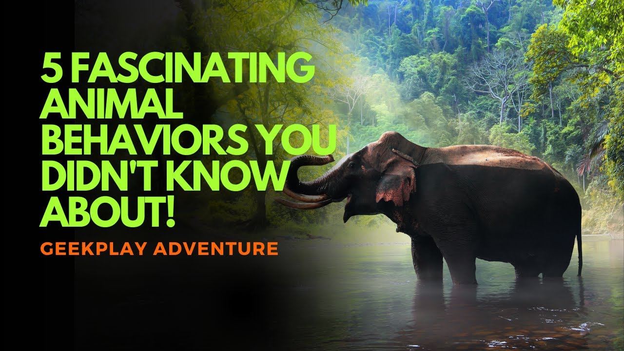 5 Fascinating Animal Behaviors You Didn't Know About! - YouTube