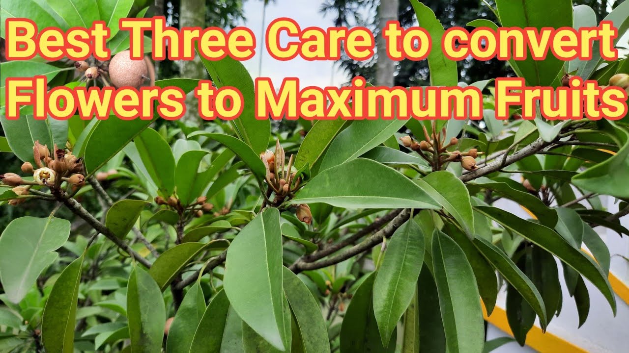 Best three care for Chikoo plant to convert Flowers to maximum Fruits ...