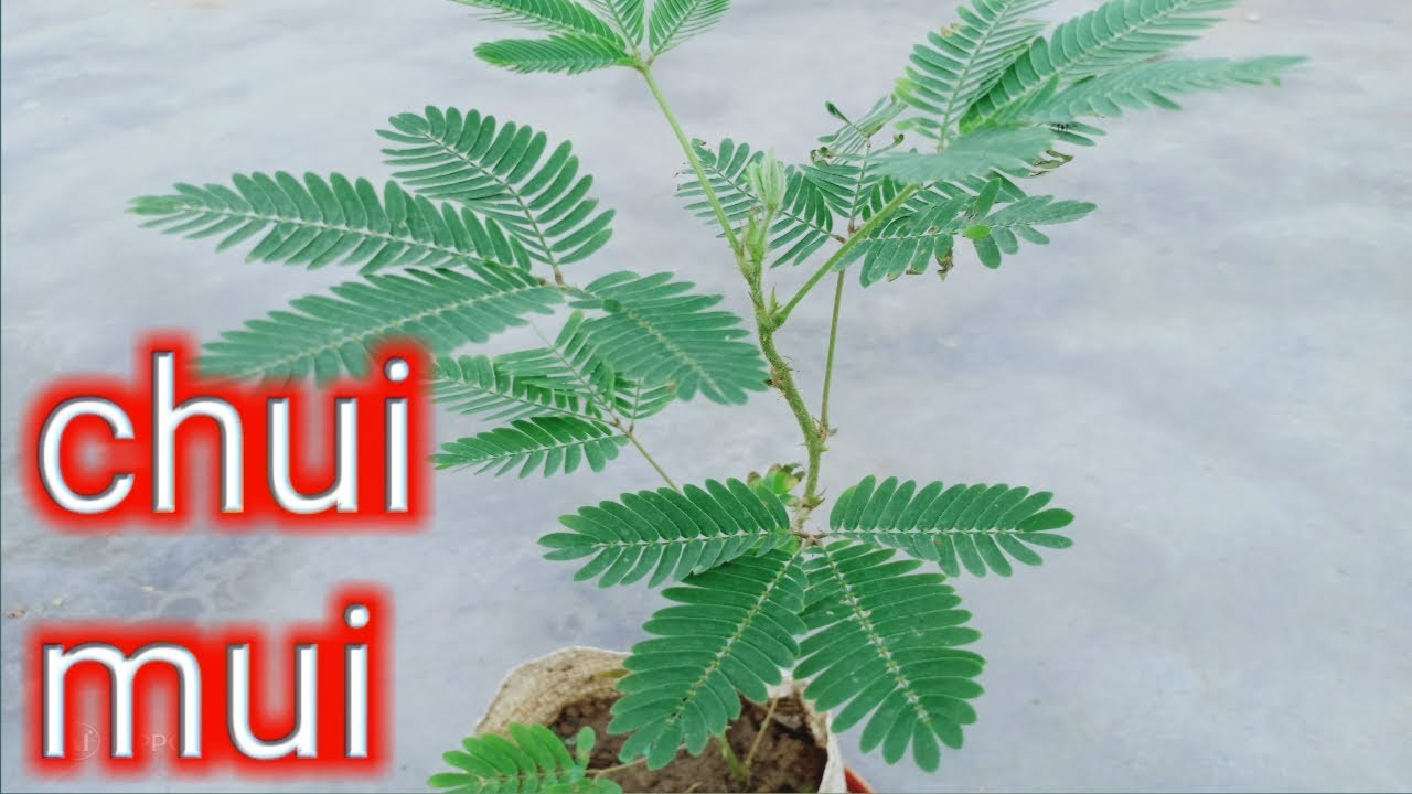 Chui Mui -Magical plants-touch me not plants /mimosa pudica care ...