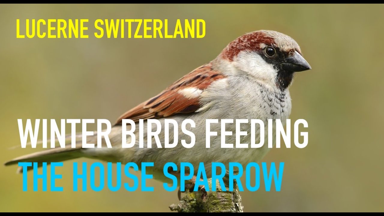 lucerne winter birds feeding : the house sparrow (warung manuk series ...