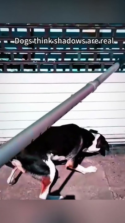 Funny dog compilation 😂 - YouTube