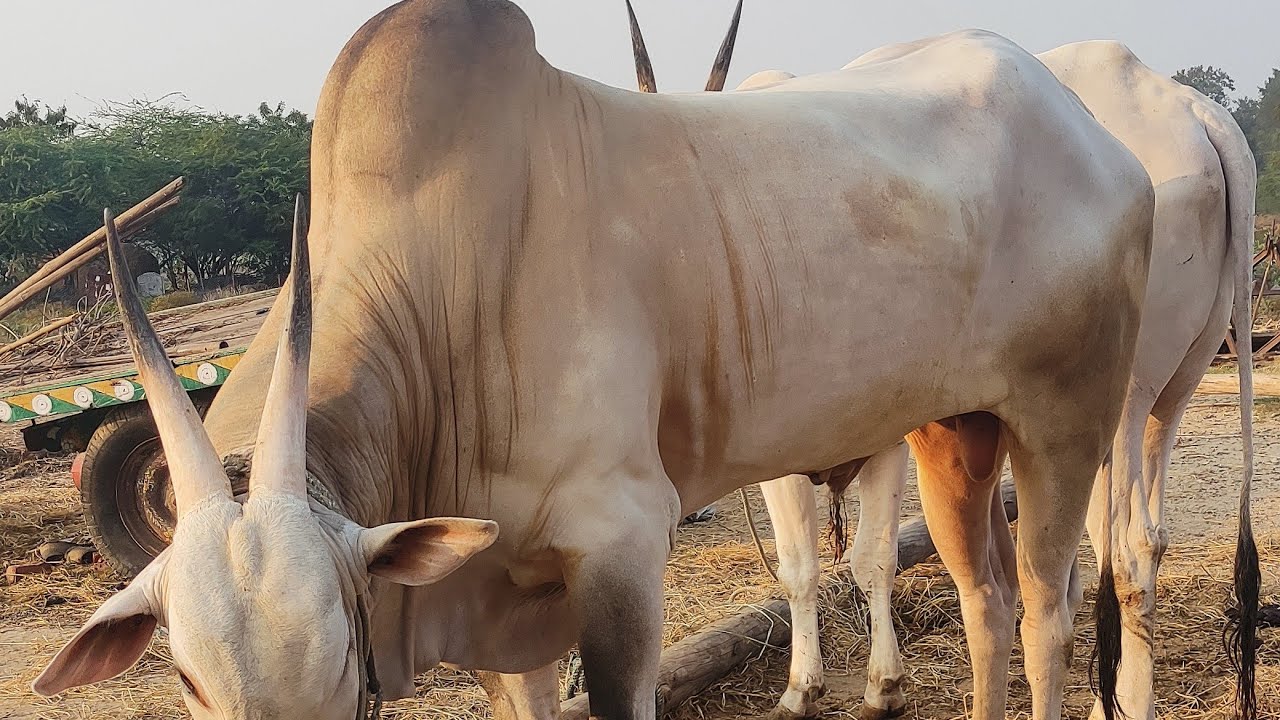Karnataka big size khilar bulls // +91 86609 03411// benekal laxmanna ...