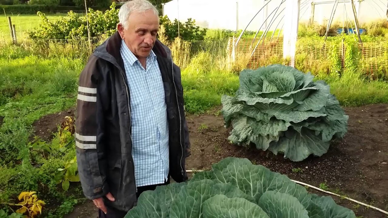 Giant veg: Giant Cabbage growing update - YouTube