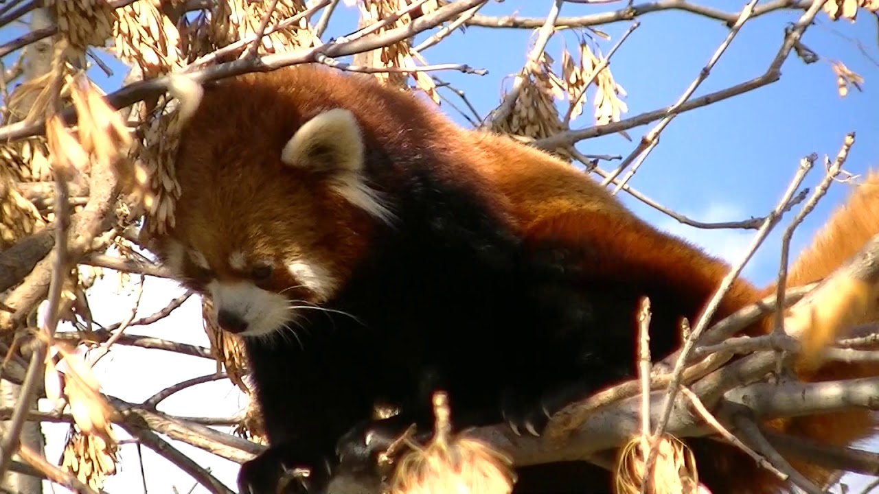 Annoying Red Panda - YouTube