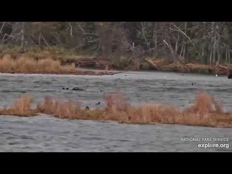 Bear 435 Holly and a RW Party! (RW can) 09.30.23 - YouTube