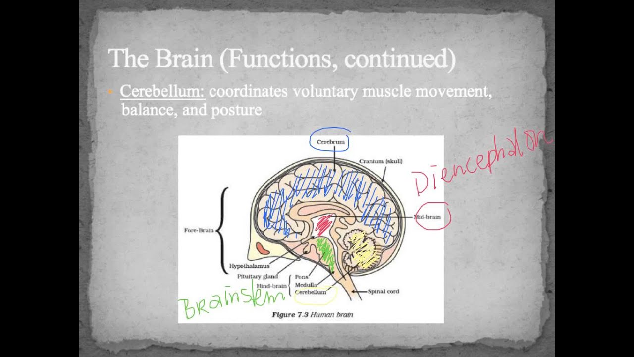 The Brain Lecture - YouTube