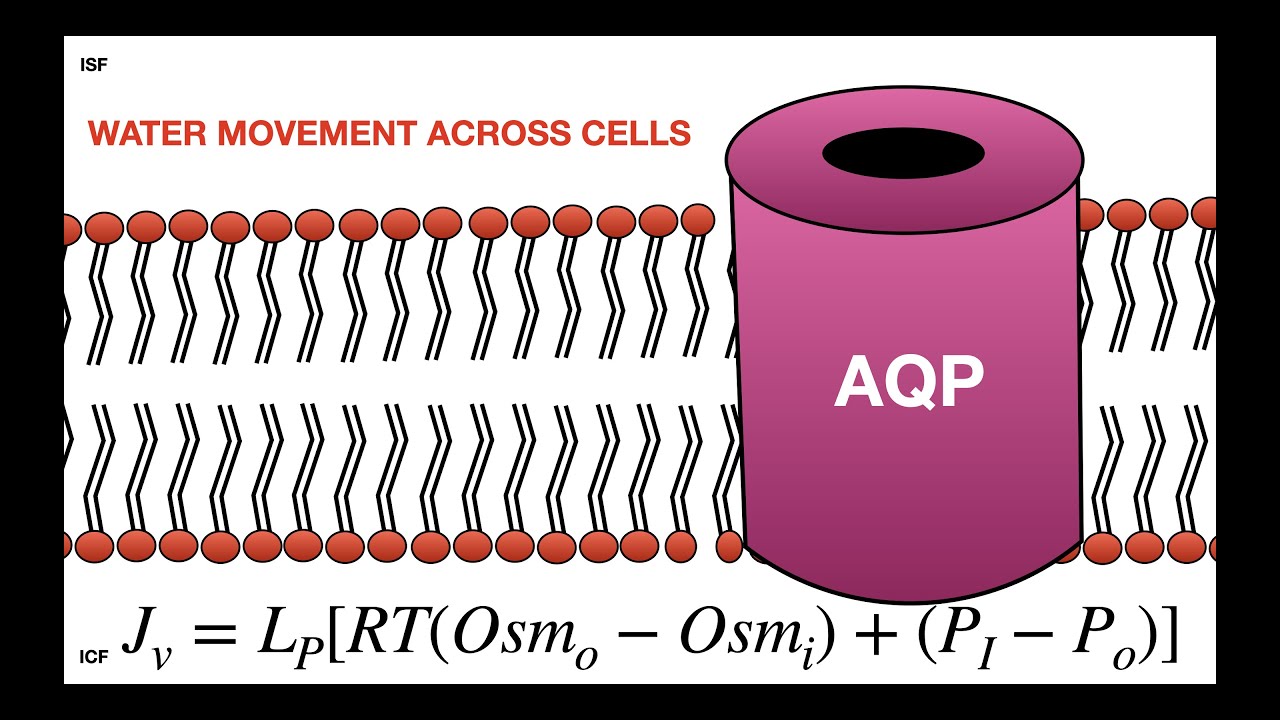 Water Movement Across the Cell - YouTube
