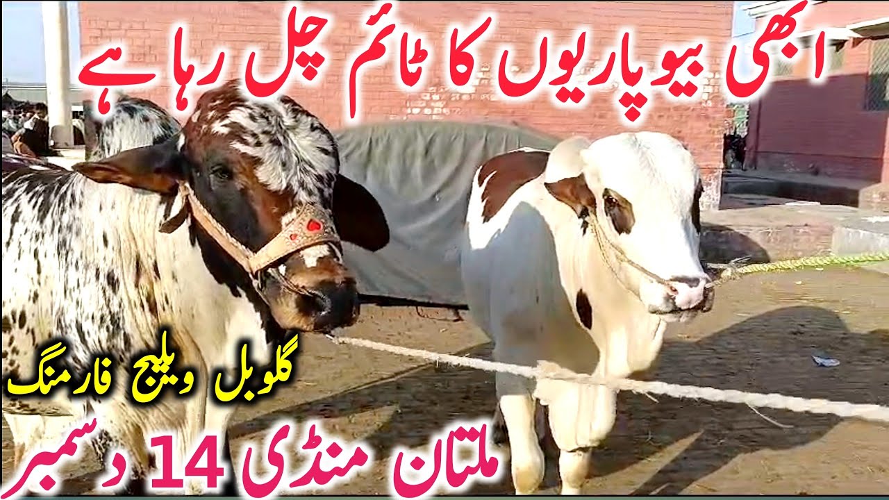 Today Multan Cow Mandi Fresh Video | Multan Mandi ki Video || Global ...