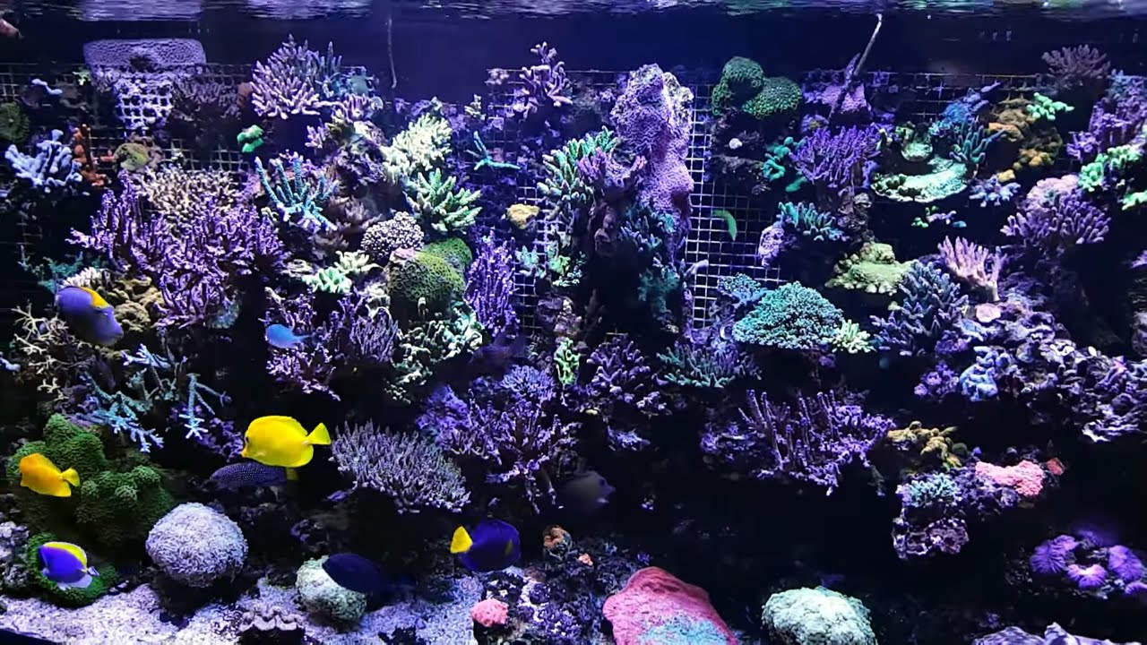 Another Look At A Beautiful 340 Gallon SPS Reef Tank - YouTube