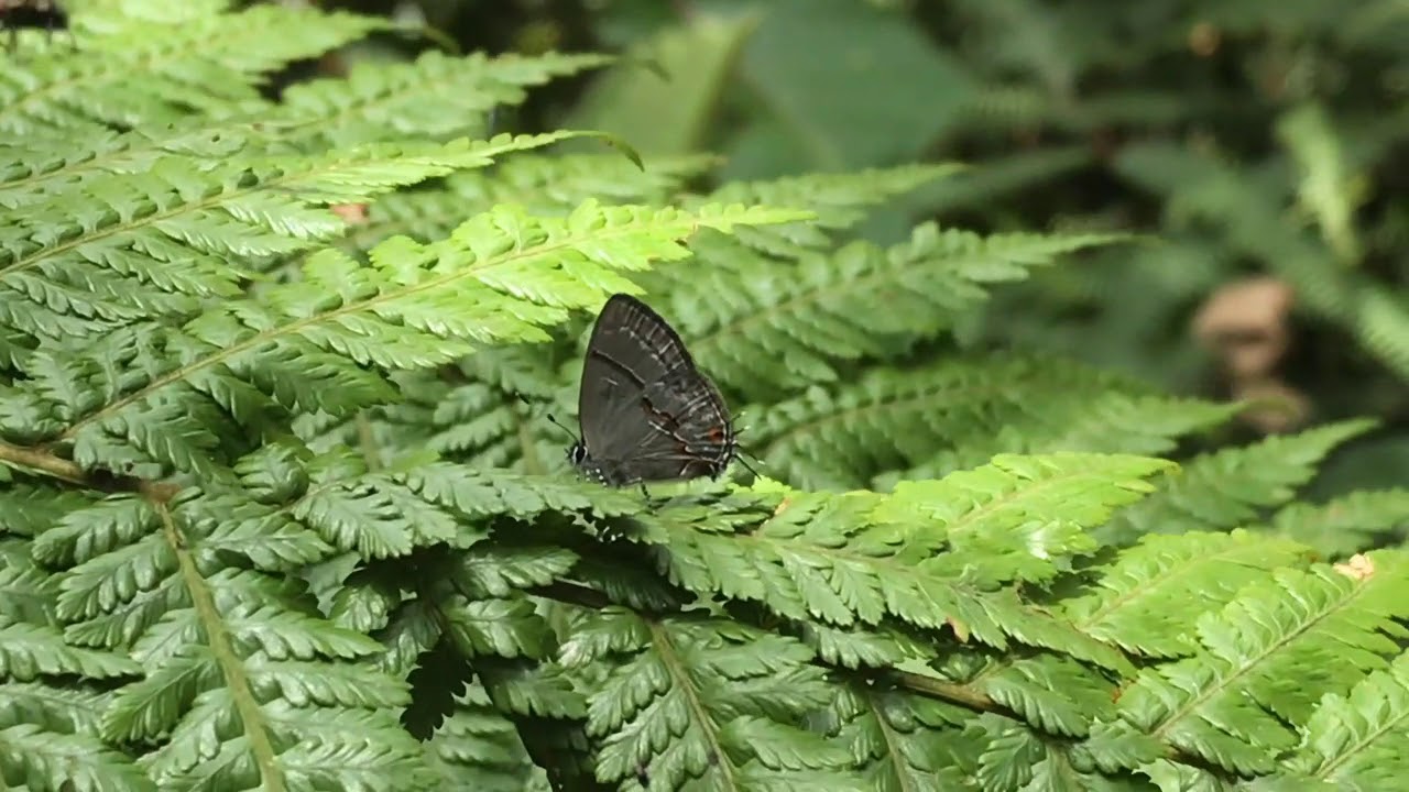ヘシュキアシジミAubergina hesychia 2019/10/21 Manu Road 1050m, Butterfly of ...