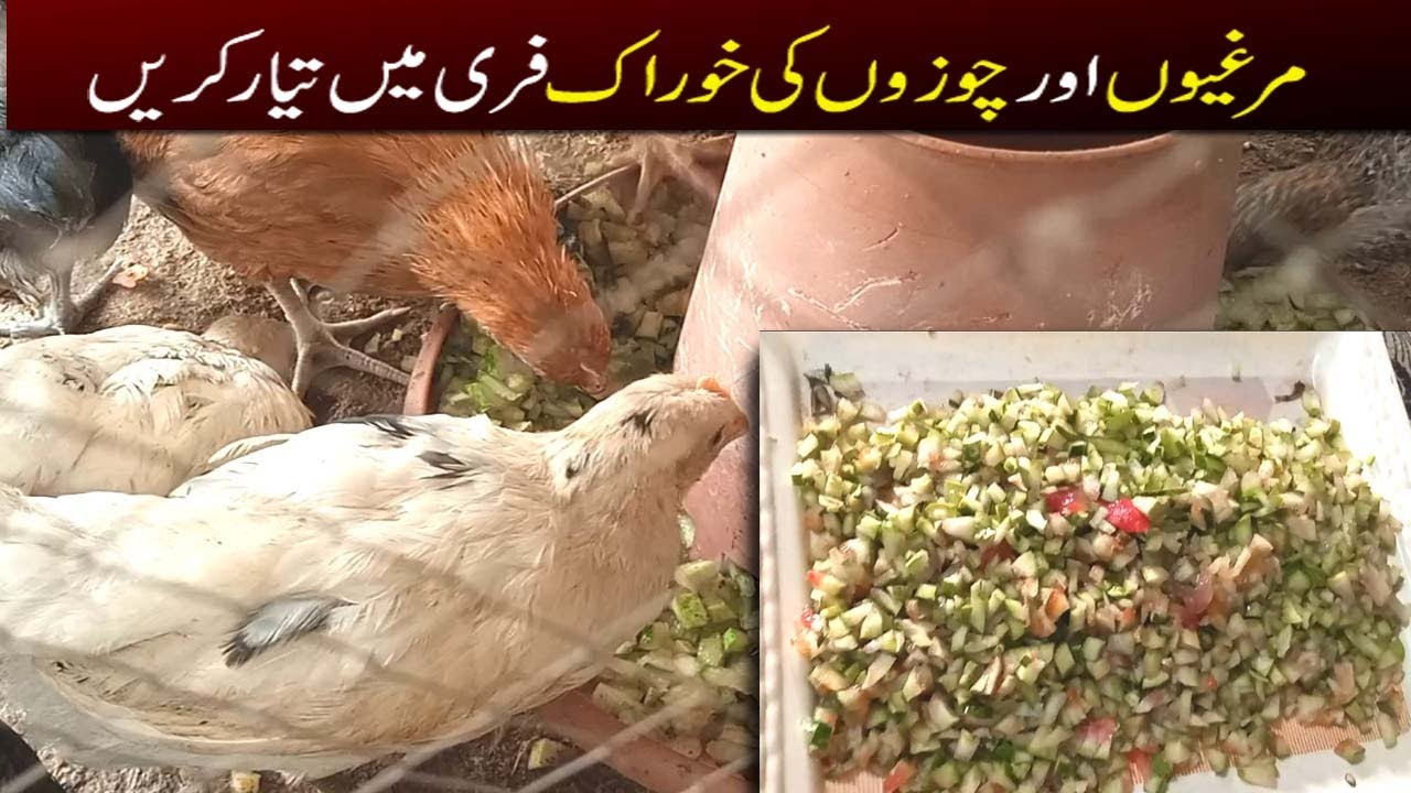 free feed for chickens || free feed from Fruit And Vegetables waste ...