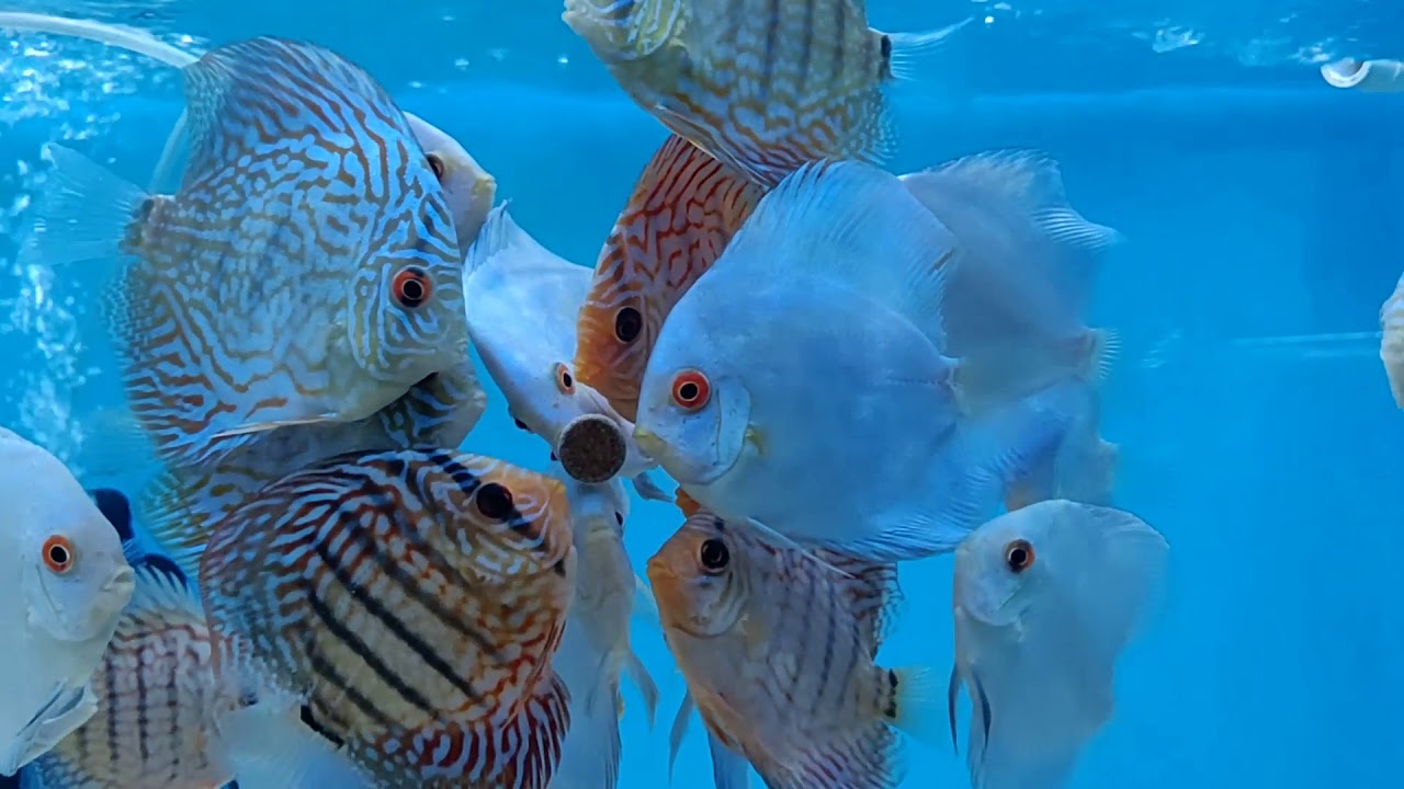 Small discus fish (assorted) 3.5"-4" - YouTube