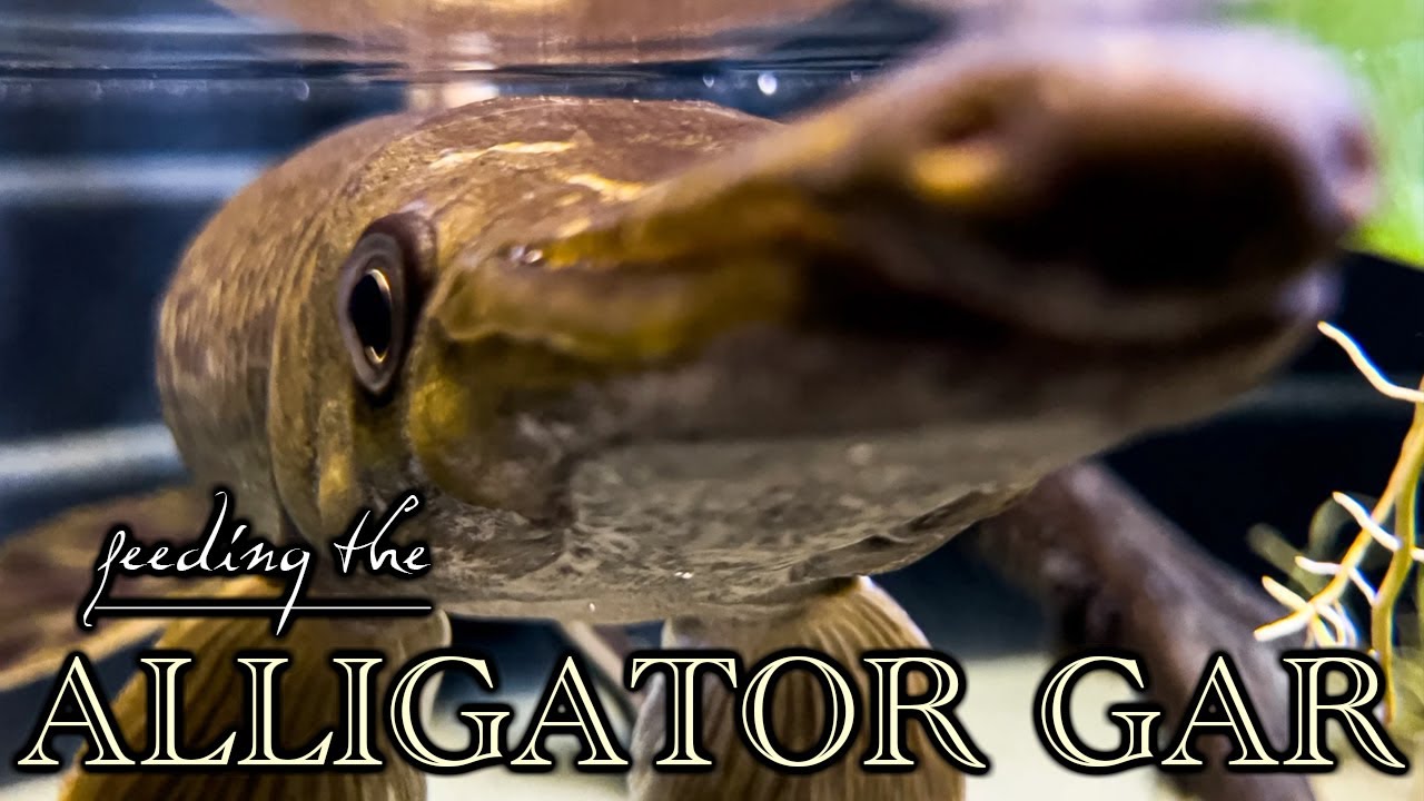 Feeding the Alligator Gar - YouTube