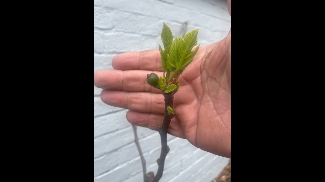 The good, bad and ugly of overwintering Figs - YouTube