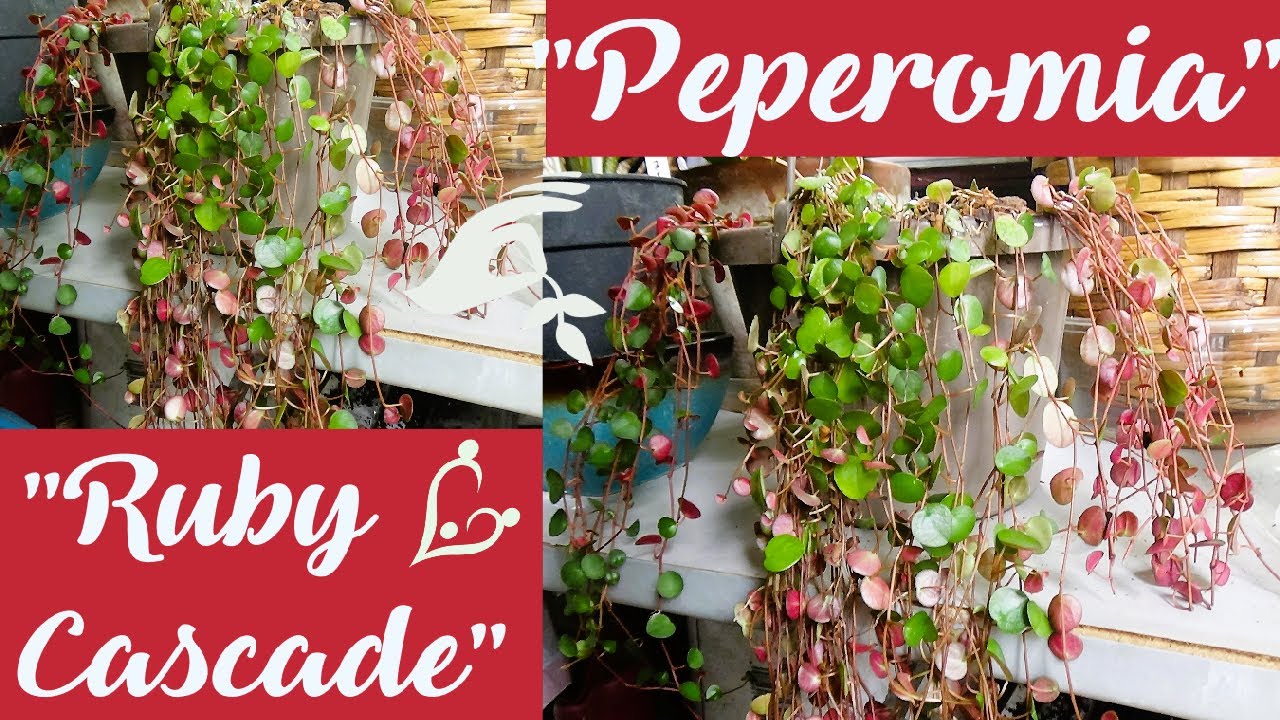 Ruby Cascade Peperomia Propagation - YouTube