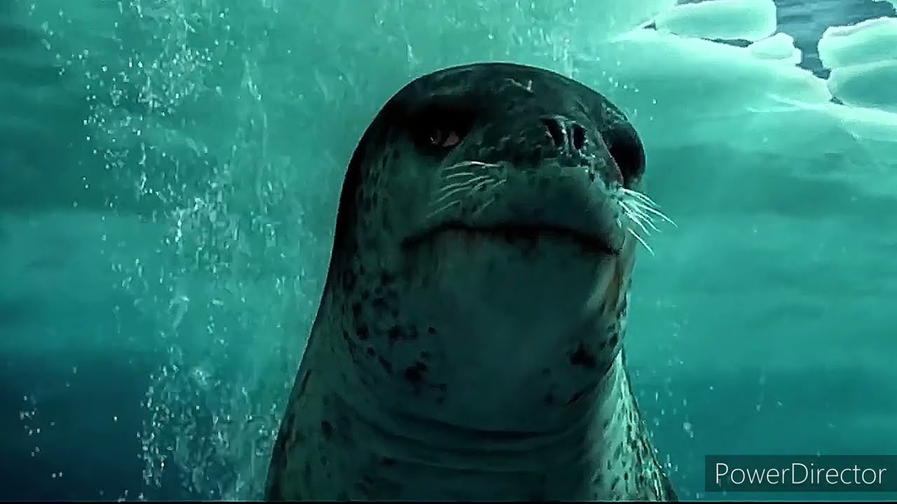 underwater scene scenes edit: happy feet: leopard seal blowing nostril ...
