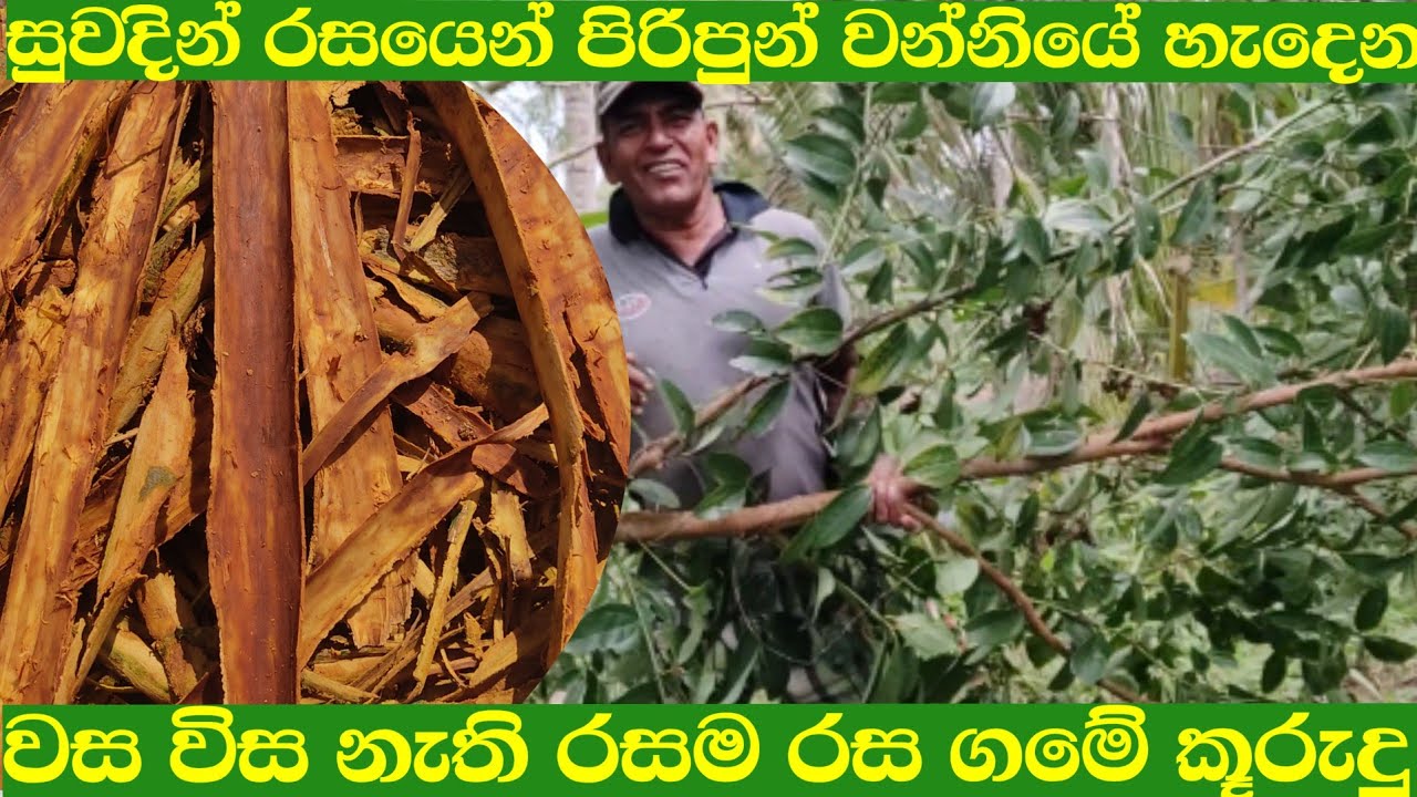 හරිම සුවඳයි රසයි වන්නියේ හැදෙන වන්නි කූරුදු /wanni rasama Rasa suwada ...