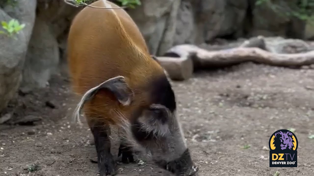 Come Foraging With Our Red River Hogs - YouTube