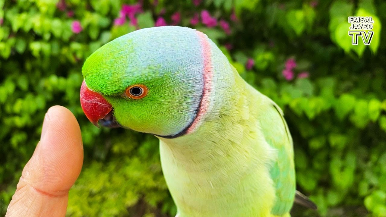 Talking Parrot | Funny Parrot | Dancing Parrot - YouTube