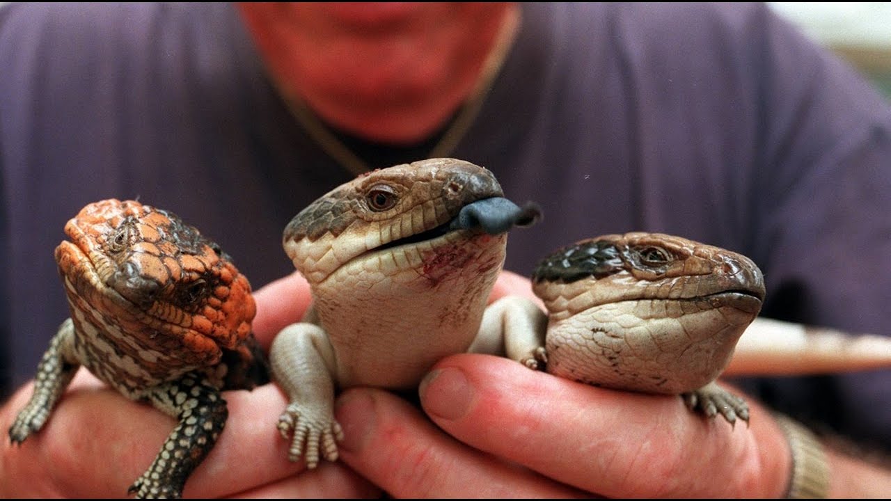 Australia's border force cracks down on illegal animal smuggling - YouTube