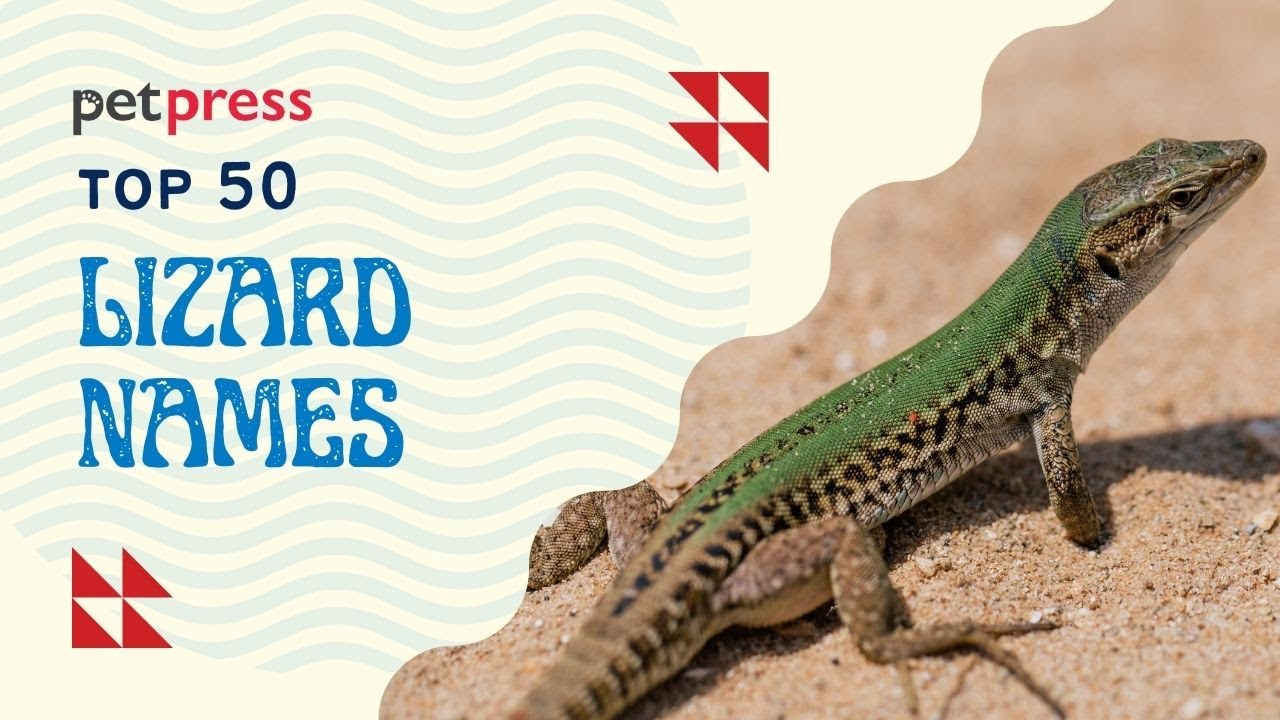 LIZARD NAMES - Top 50 Exciting Names For Your New Pet Lizard! - YouTube