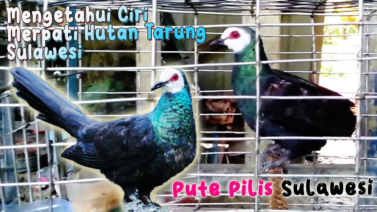 Cara Mengetahui Merpati Hutan Tarung Sulawesi, Pute Pilis Sulawesi ...