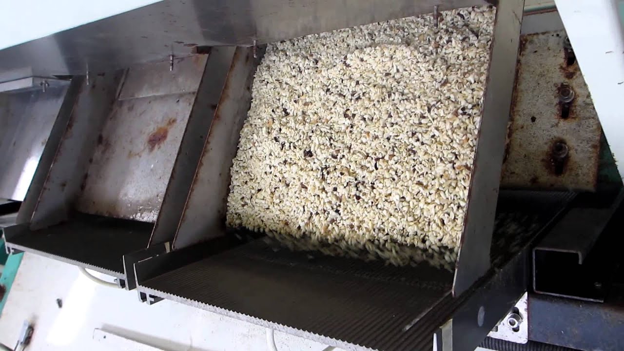 Macadamia Nuts Color Sorting, aj@colorsort.cn, sortex007@yahoo.com ...
