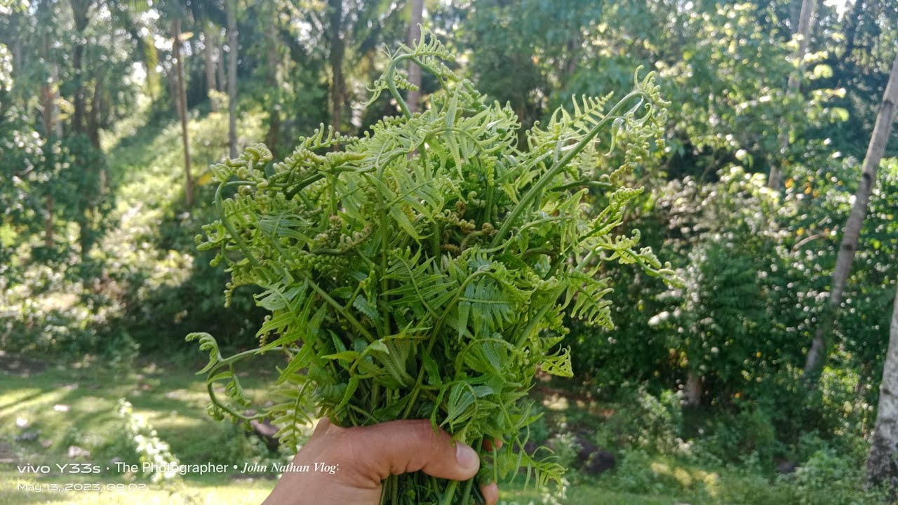 (Pako) di ko alam anong tawag sa inyu sa Amin Kasi Pako Ang tawag. Kuha ...