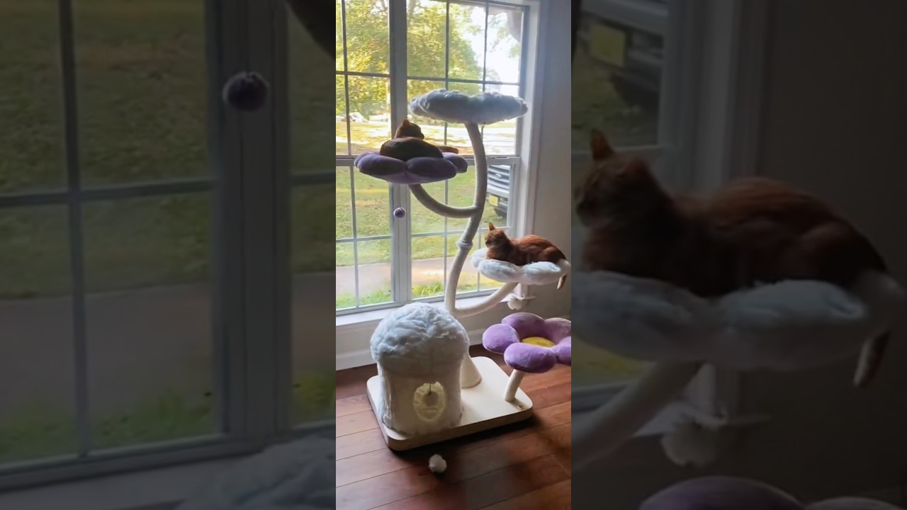 Cat Tree Goals entertainment cat youtube viral youtubeshorts Cat Tree Goals entertainment cat youtube viral youtubeshorts