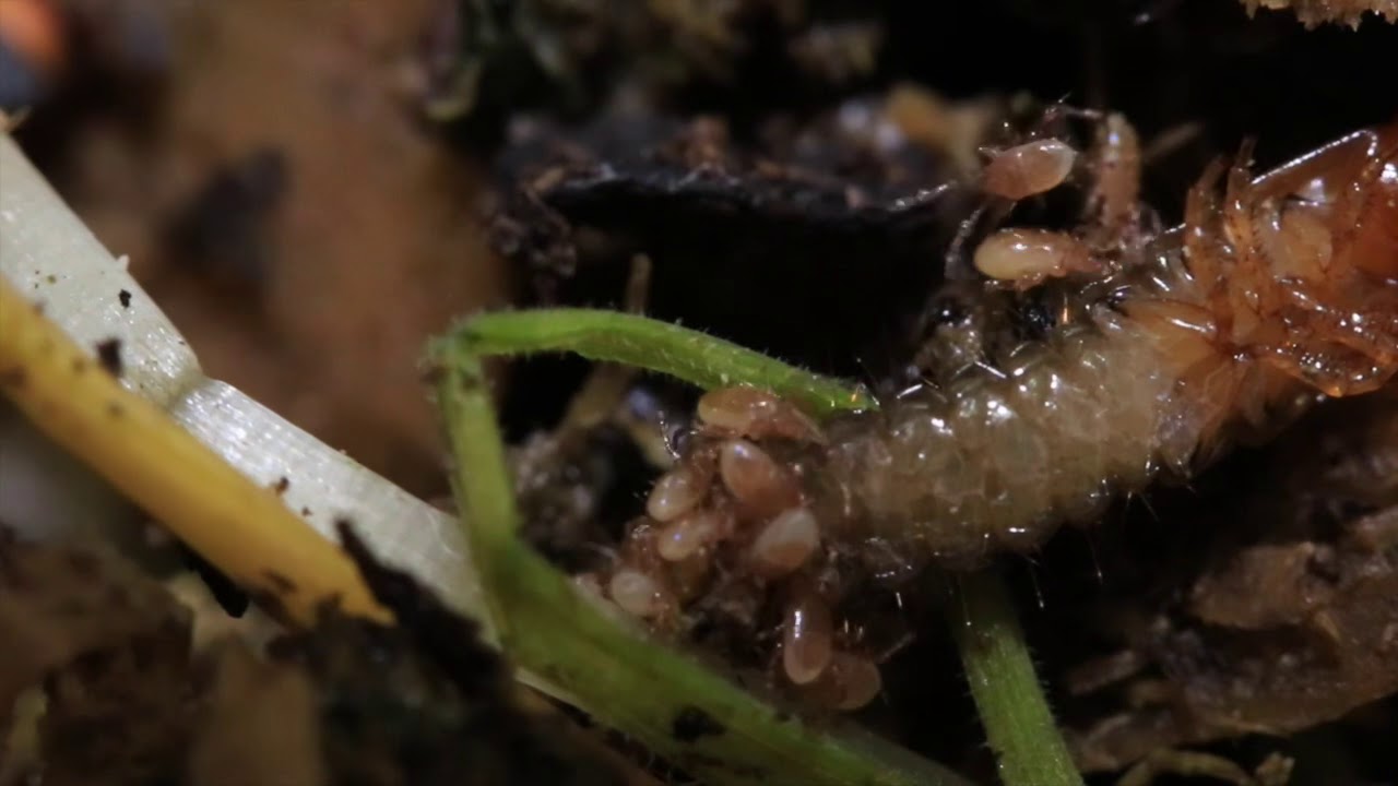 Soil Mites Hypoaspis miles Stratiolaelaps scimitus - YouTube