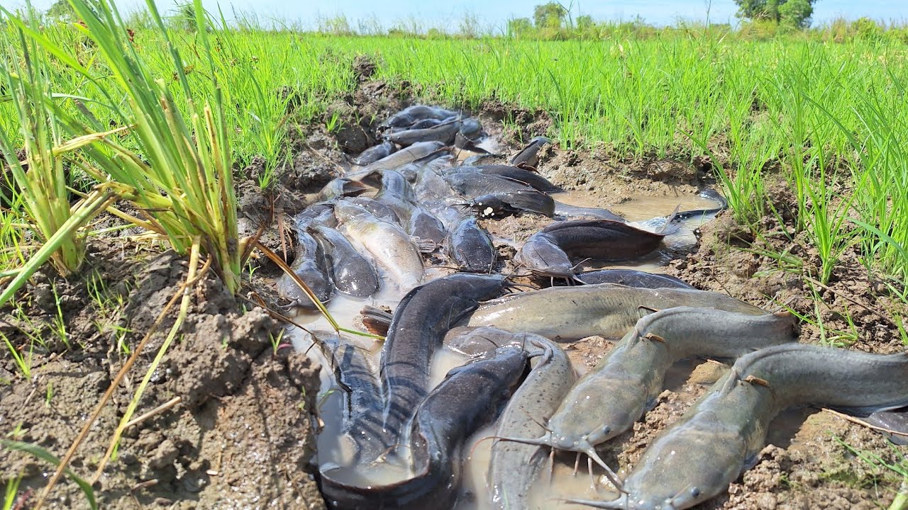 Pav Pav Farmer - A farmer catches fish in a rice field with little ...