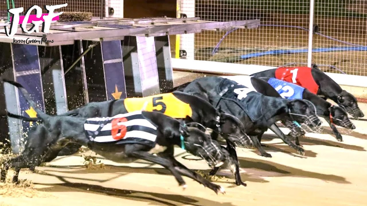 🍀 Greyhound Racing: Fast Sprint on the Track 🍀 - YouTube