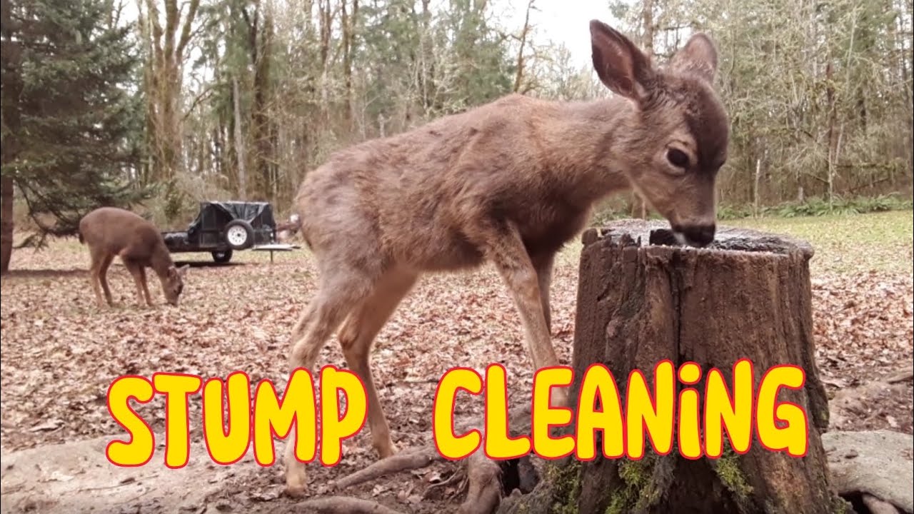 Stump Cleaning - YouTube