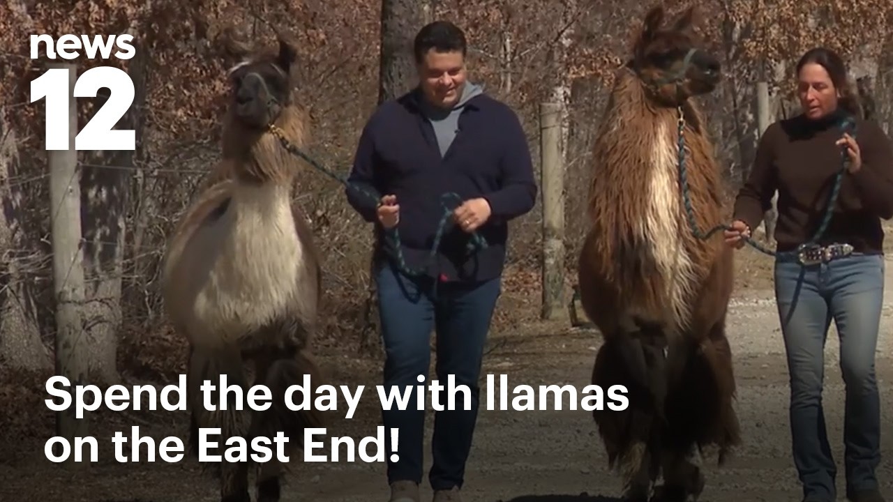 Meet the llamas at Long Island Yarn and Farm + More East End fun in ...