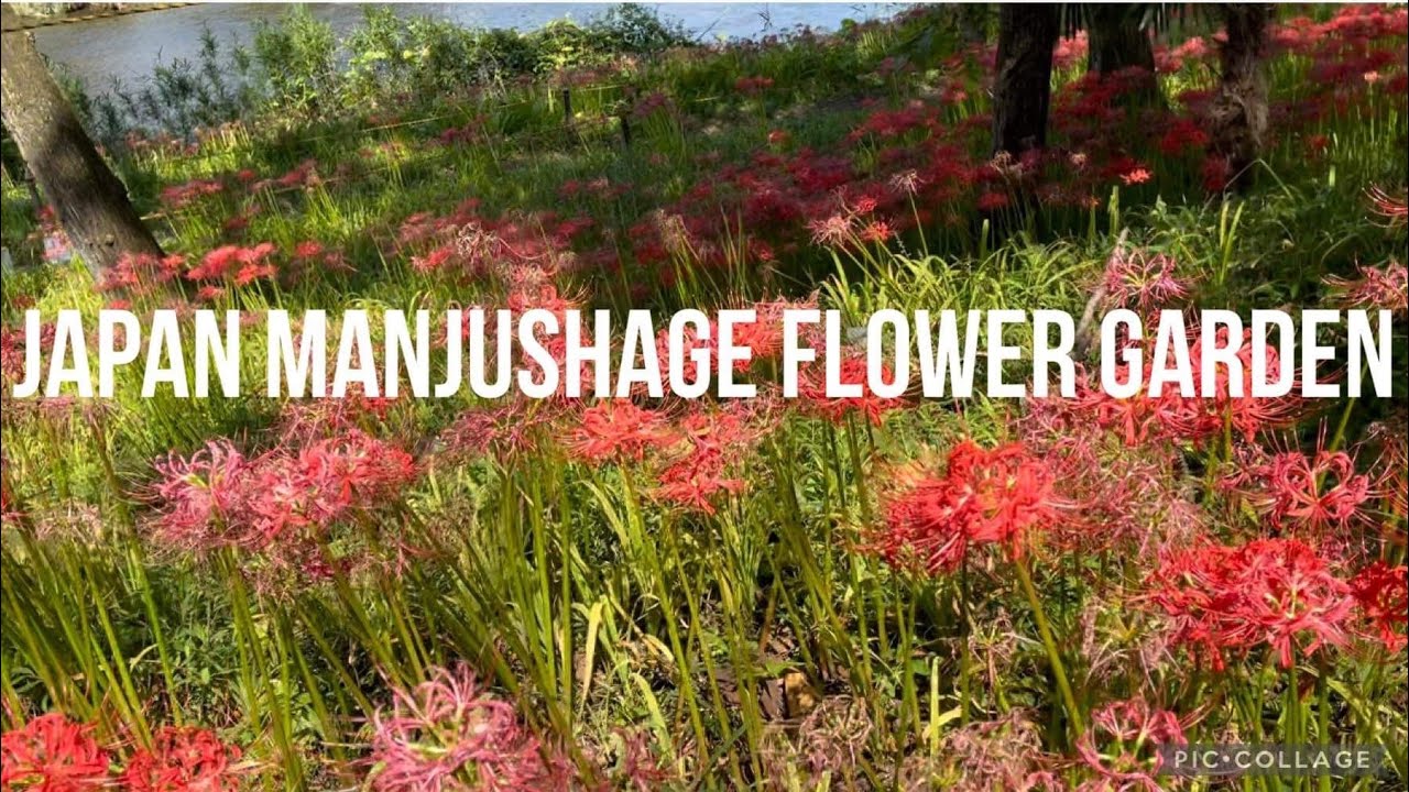 Japan Manjushage flower garden - YouTube