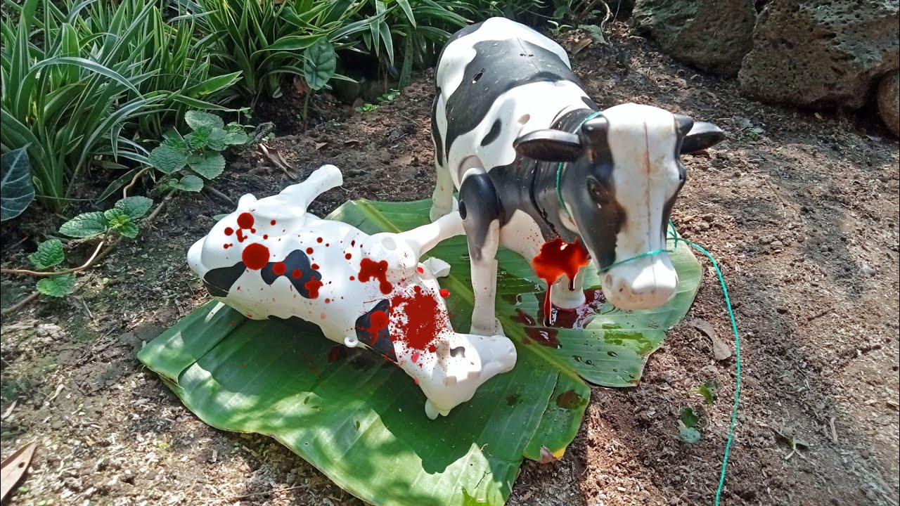 WADIDAU !! PROSES SAPI MELAHIRKAN SESAR | Manusia Kardus - YouTube