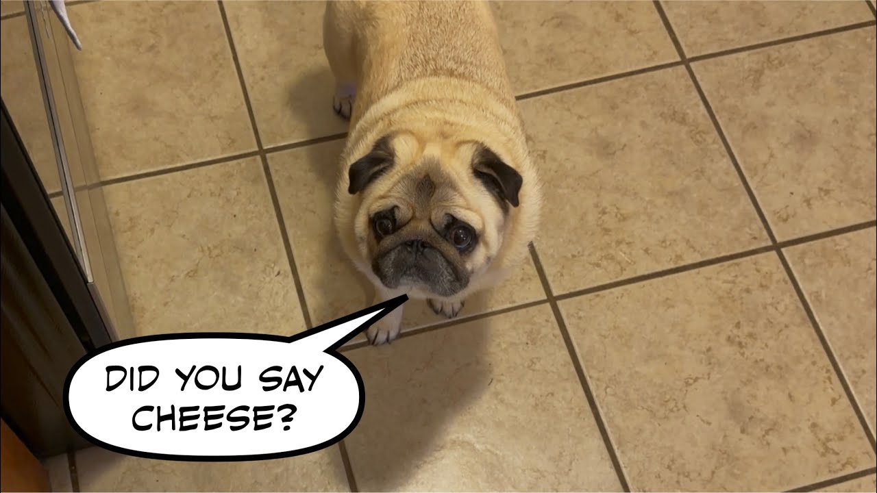 Pugs and Cheese - YouTube