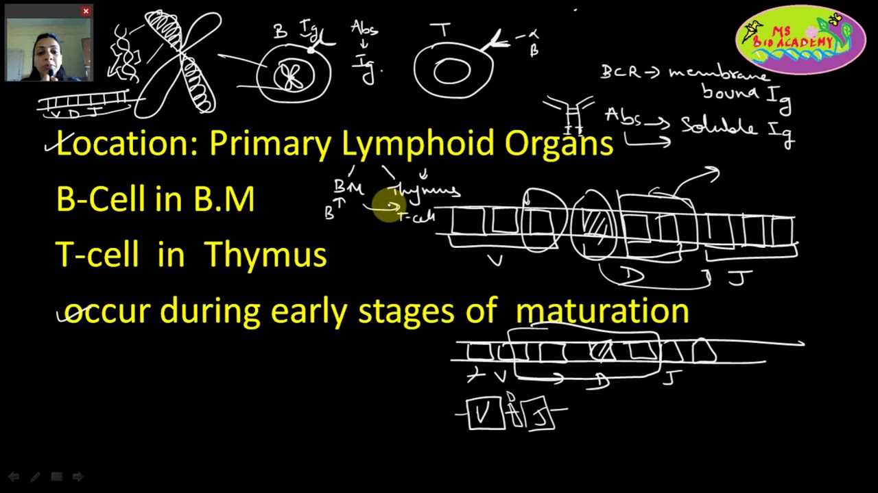 Immunology: V(D)J Recombination: Somatic Recombination, Antibody ...