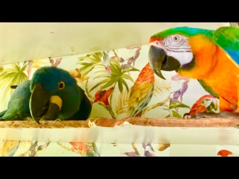 Talking macaws can’t stop playing in the bird room! - YouTube