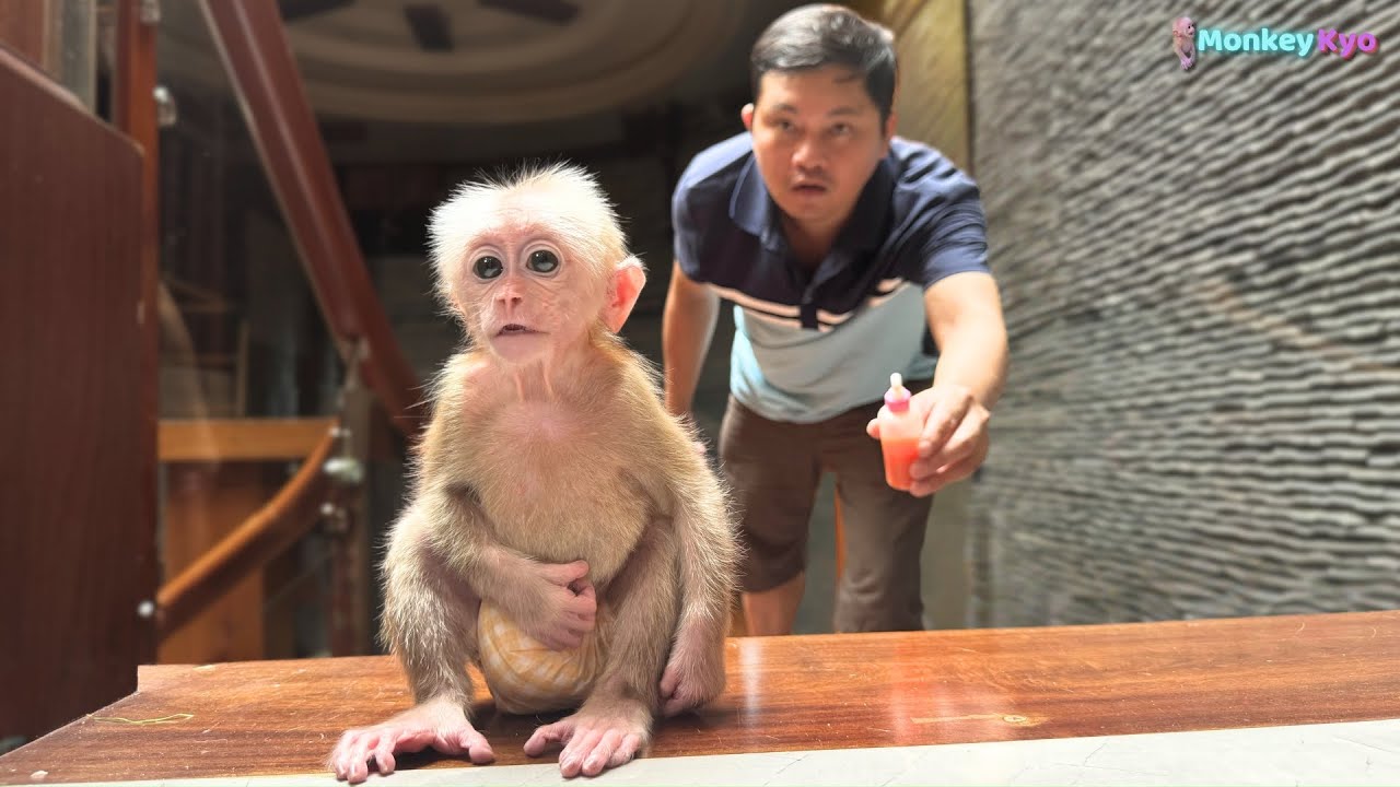 Baby monkey Kyo: Dad, it's delicious.... Thank you, Dad! - YouTube
