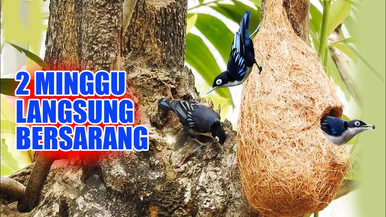 BURUNG RAMBATAN DORAEMON BARU 2 MINGGU MASUK AVIARY LANGSUNG KAWIN DAN ...