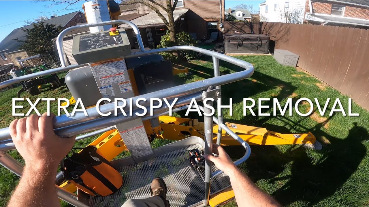 Extra crispy backyard Ash removal with tight access - YouTube