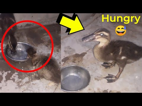 Hungry Duckies Suddenly Attack On Food 😅 | Qureshi Pets Lover # ...