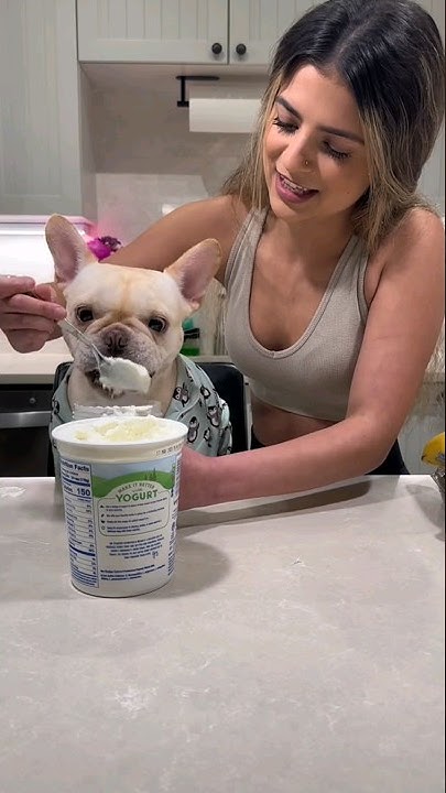 Pamper Your Pooch Frenchie Favorite Snack Licking Greek Yogurt ASMR Dog Pets Henry Part 2 # ...