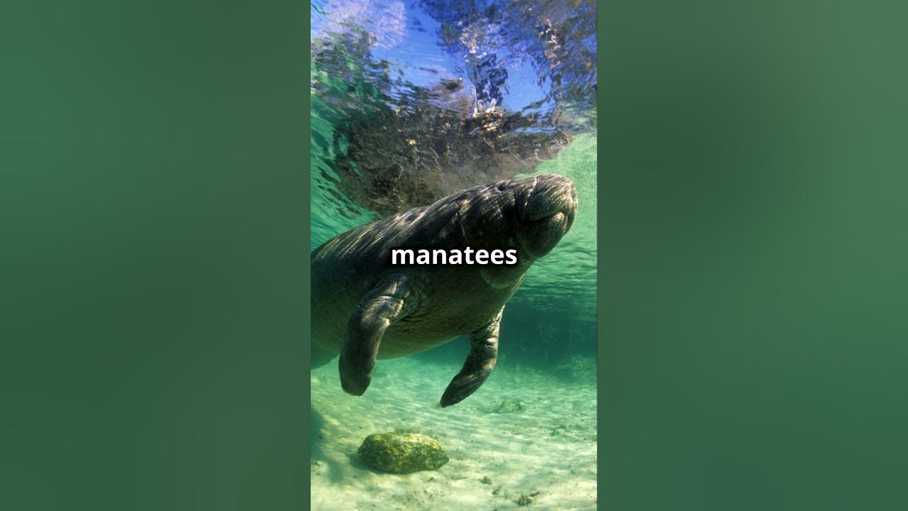 Manatees: The Gentle Giants Of The Water Pt2 - YouTube